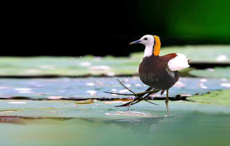 Pheasant-tailed Jacana stock photo. Image of bird, decorative - 96468980