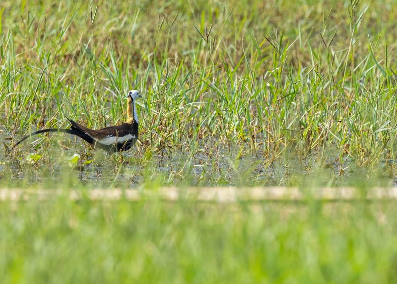 Pheasant Tailed Jacana Standing on Water Stock Photo - Image of ...