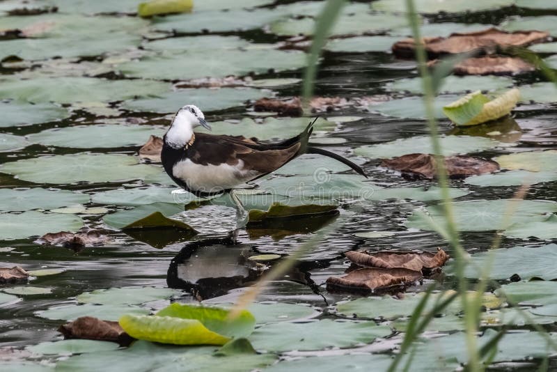 A pheasant tailed jacana stock photo. Image of national - 274994010