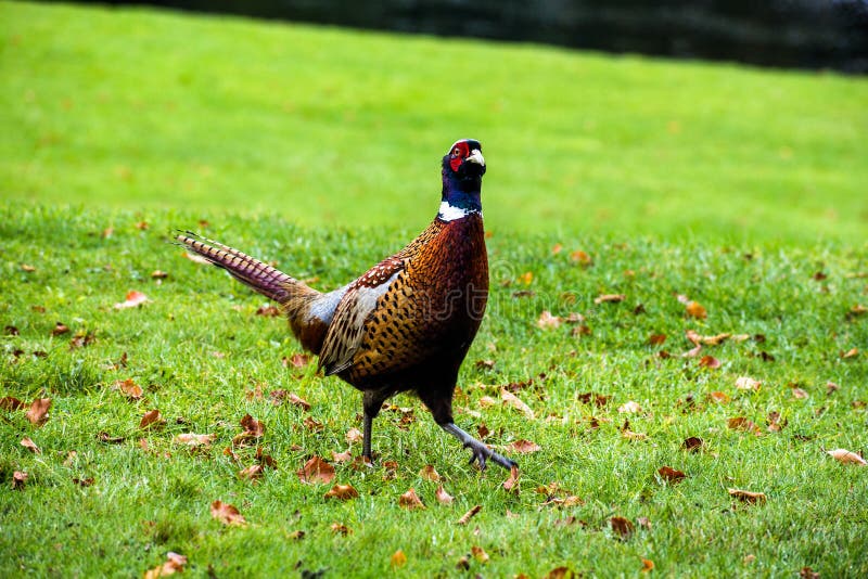 Pheasant in a Yorkshire Field, England Stock Photo - Image of space ...