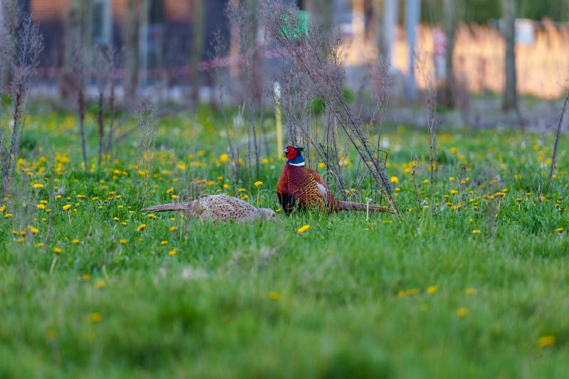 Pheasants in the field stock photo. Image of tree, grass - 274589620