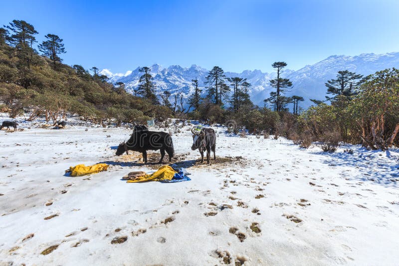 Phedang View Point at Kanchenjunga National Park Stock Photo - Image of ...