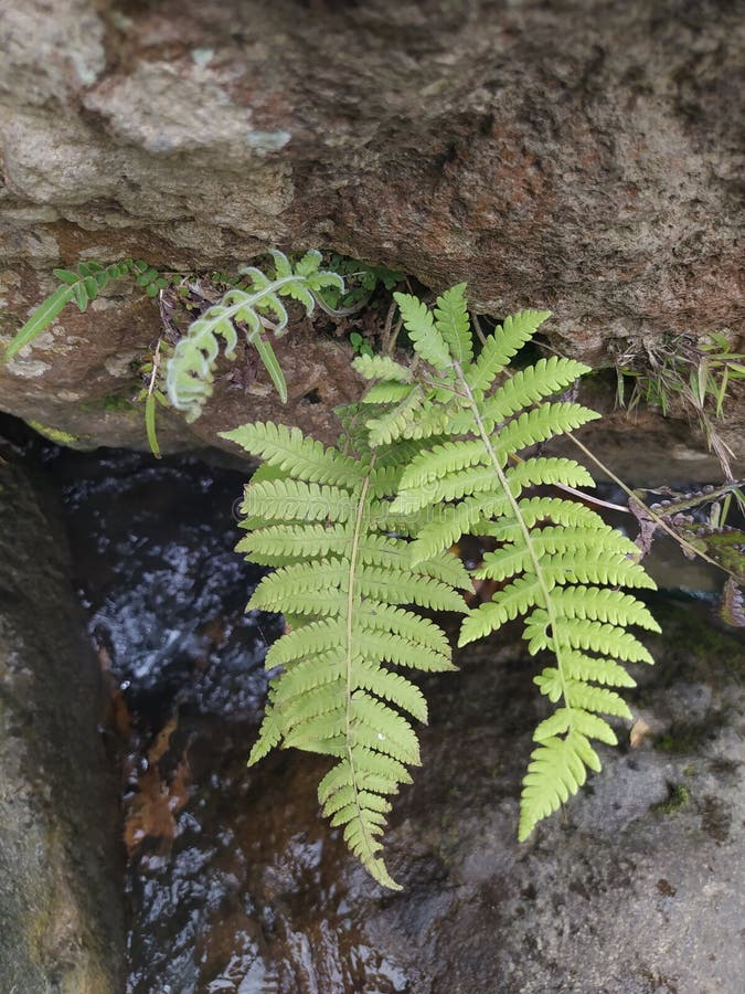 Phegopteris Connectilis, Commonly Known As Long Beech Fern. Stock Image ...