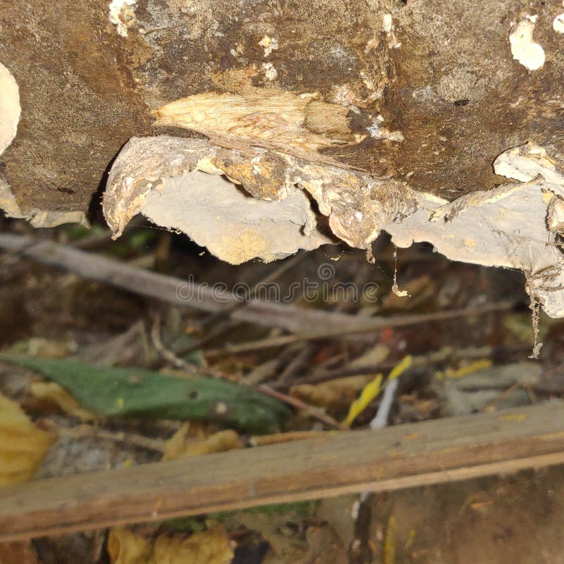 Phellinus Gilvus Observed in Trunk of Fallen Tree Stock Image - Image ...