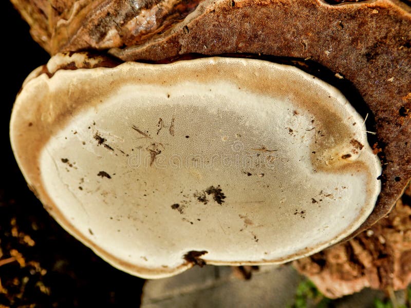Phellinus Igniarius Mushroom Stock Photo - Image of organic, rusty ...