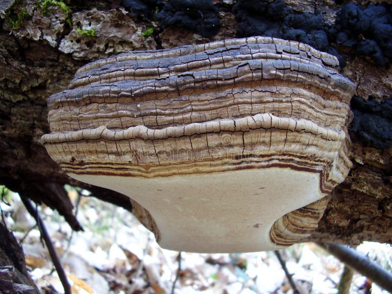 Phellinus Igniarius Mushroom Stock Photo - Image of organic, season ...