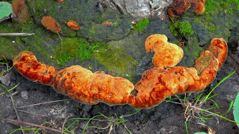 Phellinus Robustus Saprophytic Wood Fungus On An Old Oak Tree Stump In A Garden Stock Video