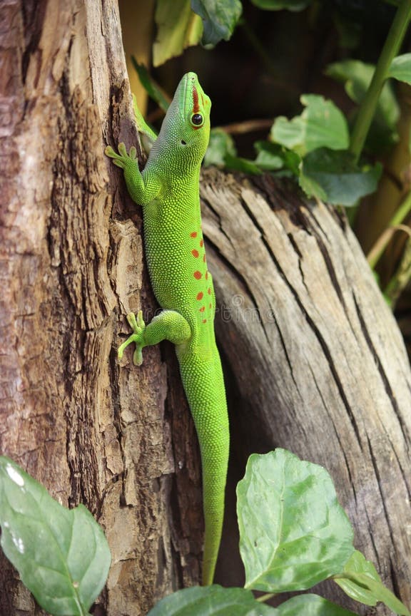Phelsuma madagascariensis stock photo. Image of gecko - 7103742