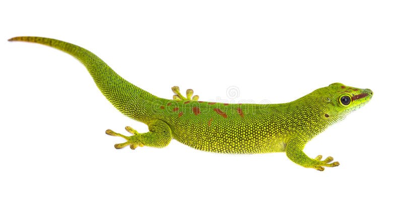 Phelsuma Madagascariensis - Gecko Stock Photo - Image of reptile ...