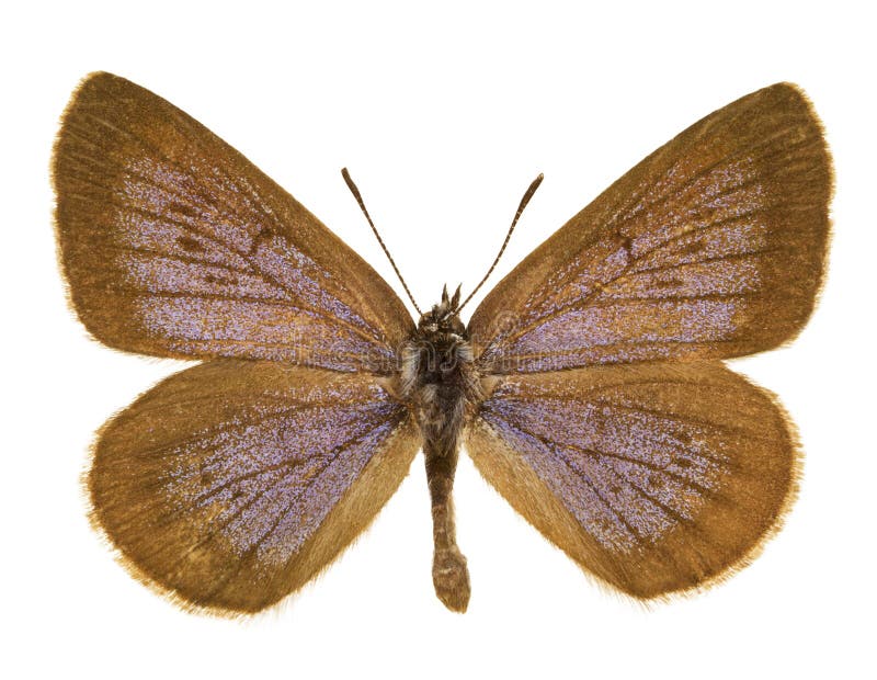 Dusky Large Blue or Phengaris Nausithous Butterfly Stock Image - Image ...