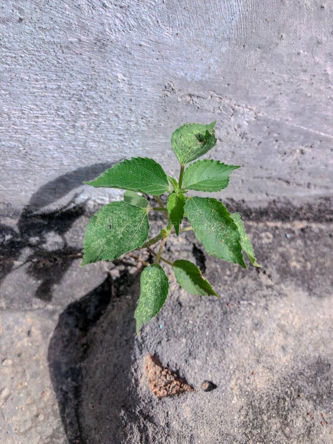 Newly grown buds stock photo. Image of tree, survive - 325162044
