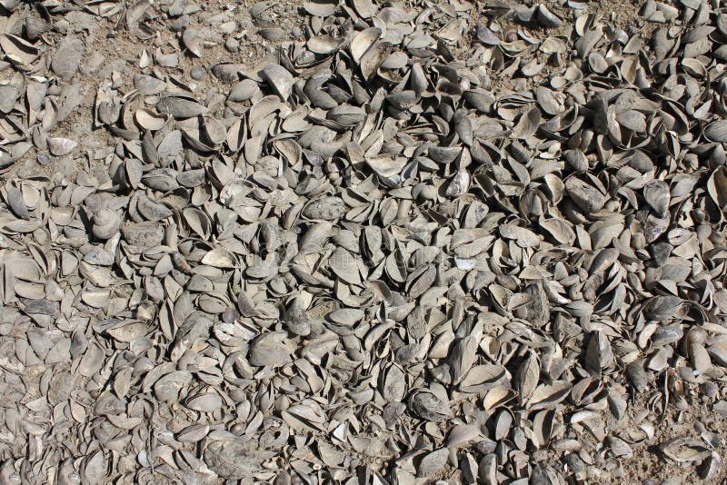 A Dried Edge of the River, a Layer of Dead Shells Stock Image - Image ...