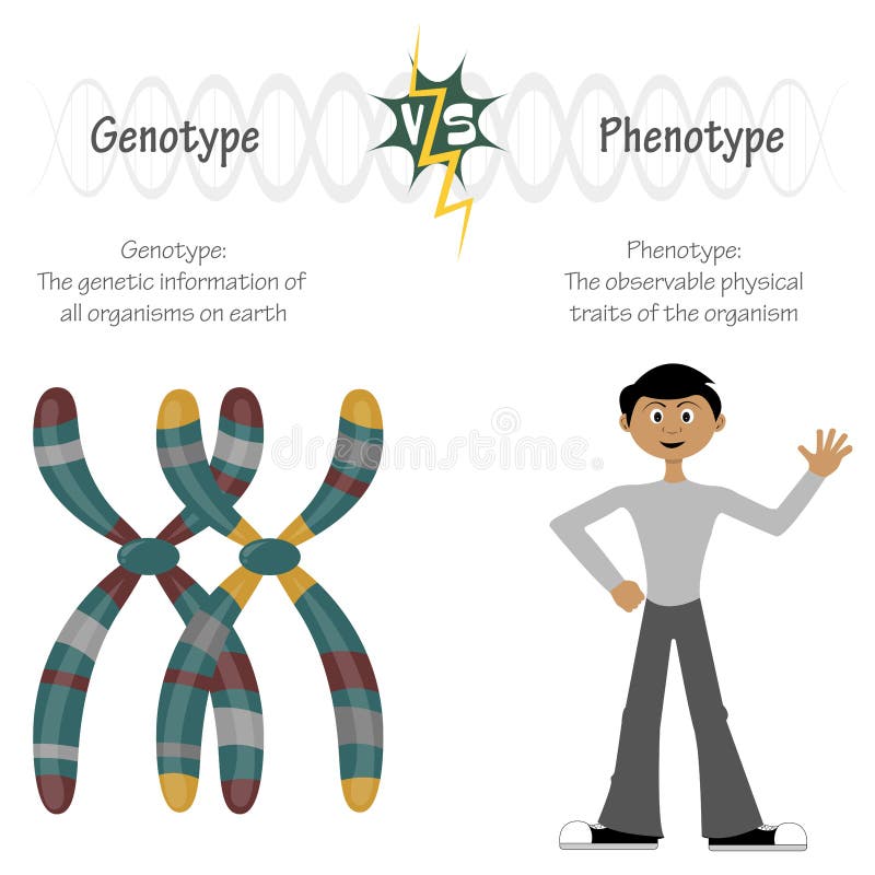 Phenotype versus genotype stock vector. Illustration of research ...