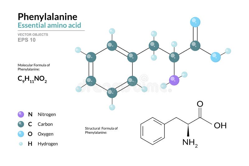 Phenylalanine. Chemical Structural Formula and Model of Molecule Stock ...