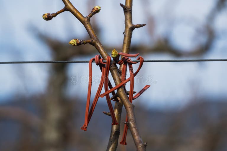 Pheromone Diffusing - Insecticidal Control by Interfering with Mating ...