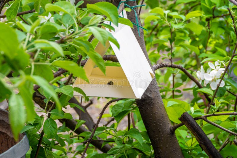 Pheromone Trap for Apple Codling Moth Hanging on a Tree To Attract ...