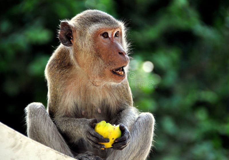 Phetchaburi, Thailand: Affe, Der Mango Isst Stockfoto - Bild von ...