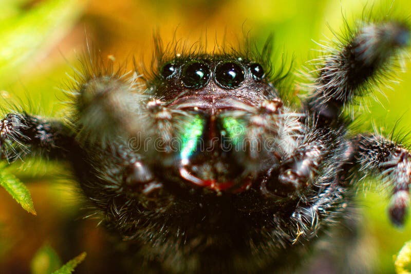 Spider Lunging Stock Photos - Free & Royalty-Free Stock Photos from ...