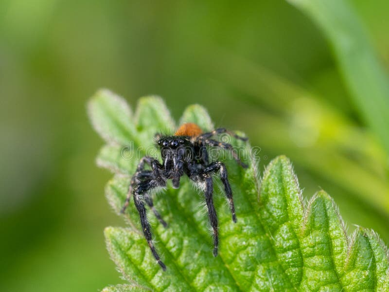 Phidippus Johnsoni, the Red-backed Jumping Spider. Stock Photo - Image ...