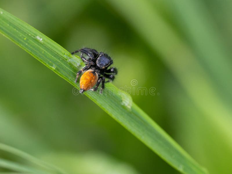 Phidippus Johnsoni, the Red-backed Jumping Spider Stock Image - Image ...