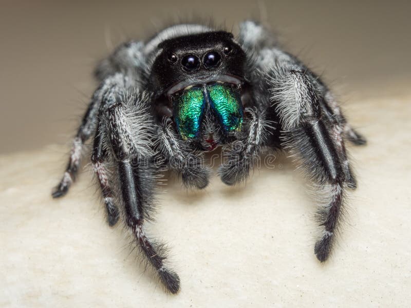 2,540 Regius zdjęć stockowych - bezpłatne i z licencją Royalty Free od ...