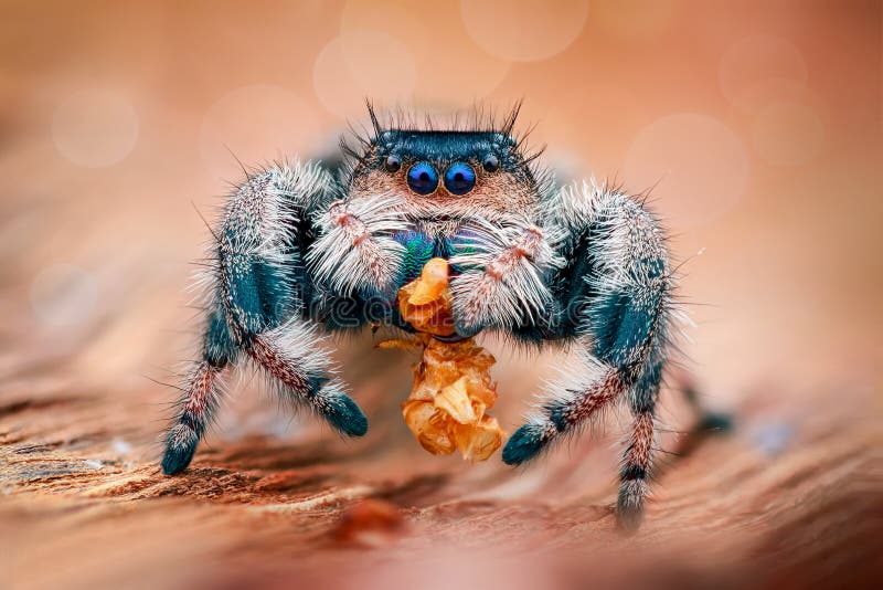 Phidippus Regius is One of the Most Adorable Jumping Spiders Stock ...