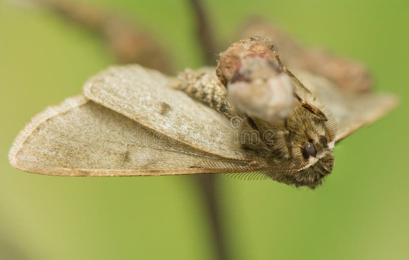 Phigalia pilosaria stock image. Image of butterfly, nature - 38852191