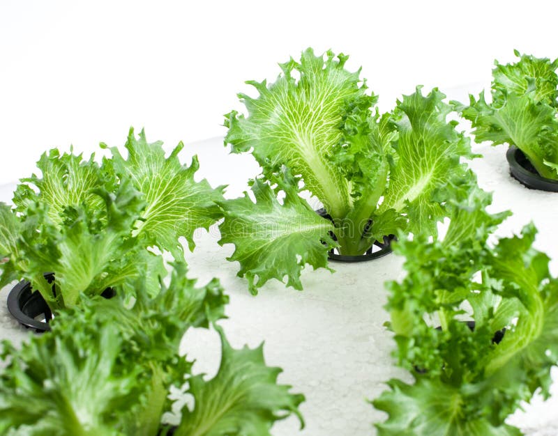 Phil Daley Iceberg Hydro Plant Stock Image - Image of healthy, flavor ...