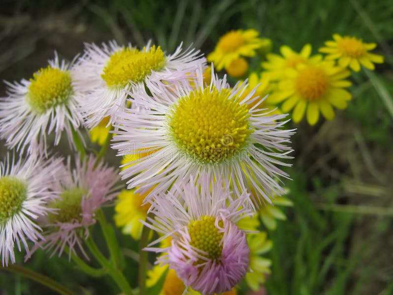 Philadelphia Fleabane (Erigeron Philadelphicus) Stock Image - Image of ...