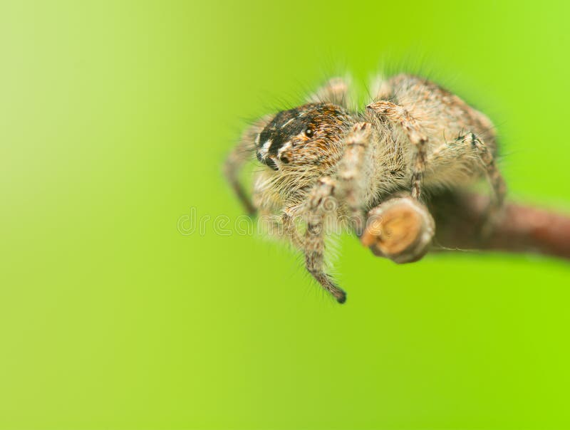 Philaeus Chrysops - Jumping Spider Stock Image - Image of outdoor ...