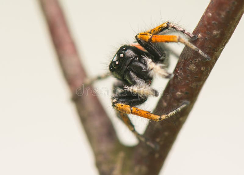 Jumping Spider - Sitticus Pubescens Stock Image - Image of legs, hair ...