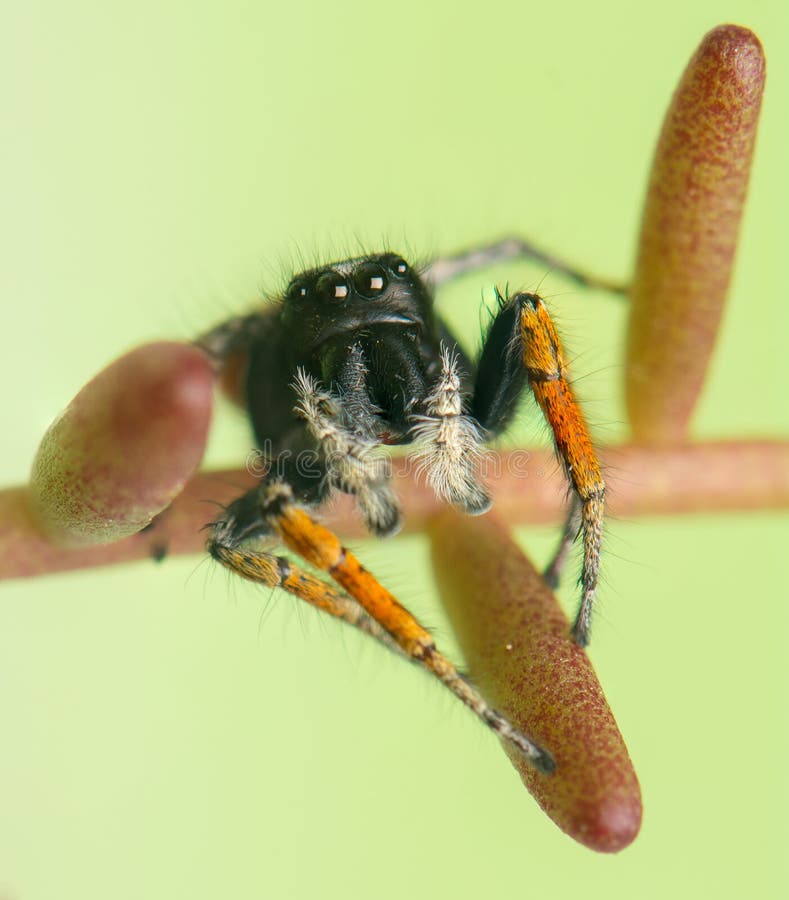 Philaeus Chrysops - Jumping Spider Stock Image - Image of beauty ...