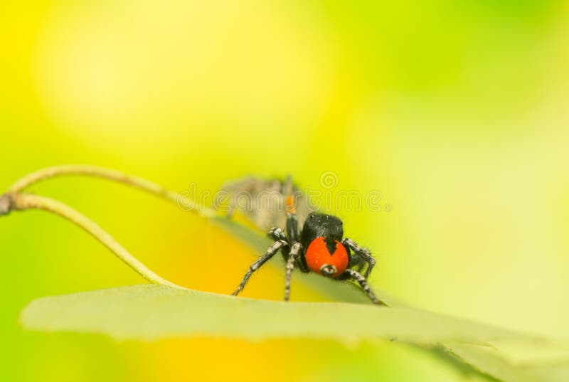 Philaeus Chrysops - Jumping Spider Stock Image - Image of outdoor ...