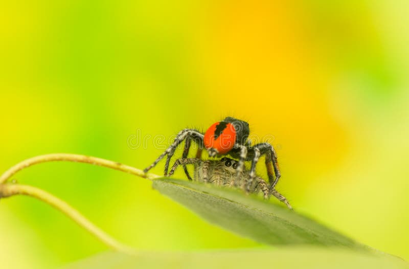 Philaeus Chrysops - Jumping Spider Stock Image - Image of jump, outdoor ...