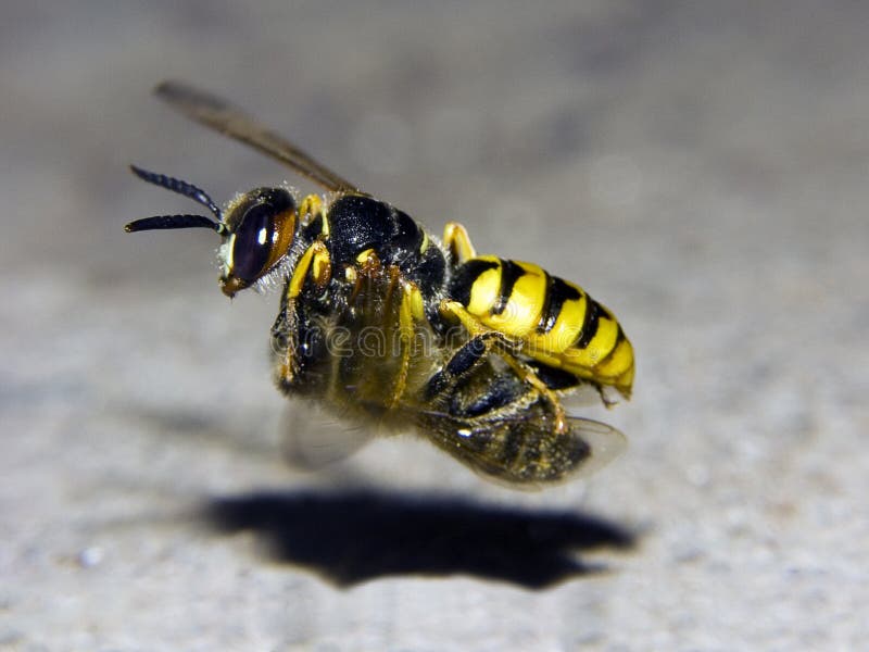 Philanthus triangulum stock image. Image of embrace, capturer - 3178647
