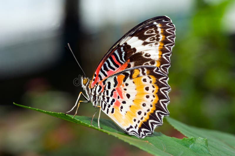 A Philippine butterfly stock image. Image of insect, philippine - 19482575