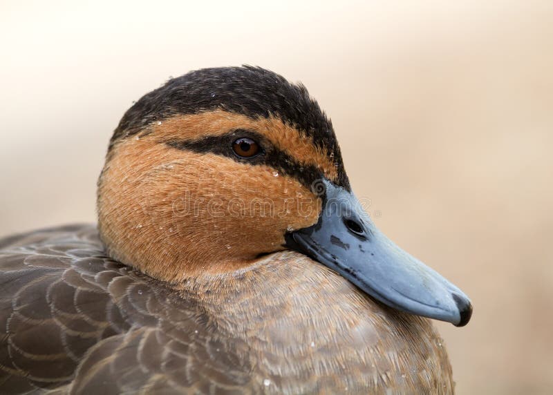 Philippine Duck (Anas Luzonica) Stock Image - Image of paddle, anas ...