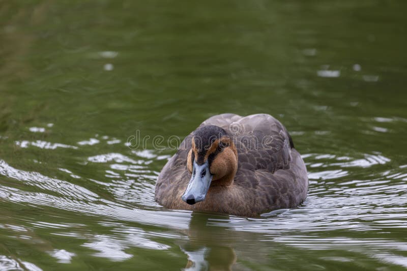 Philippine Duck (Anas Luzonica Stock Image - Image of nature, natural ...