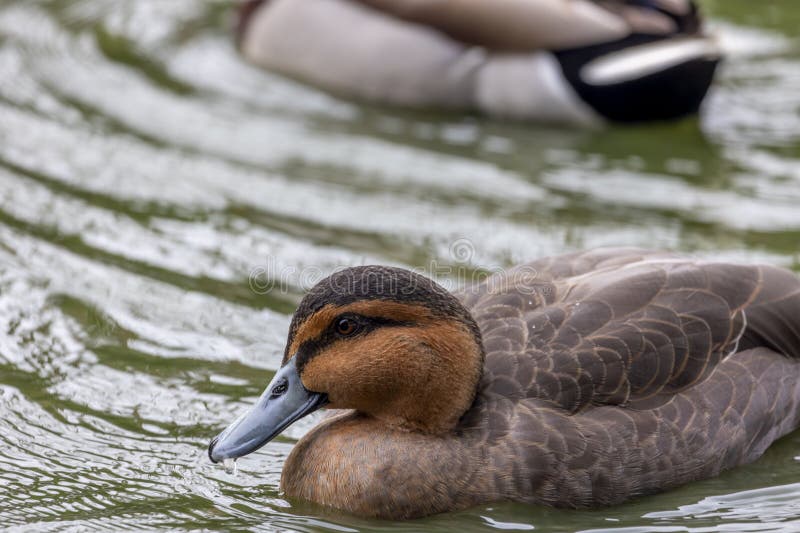 Philippine Duck (Anas Luzonica Stock Image - Image of lake, color ...