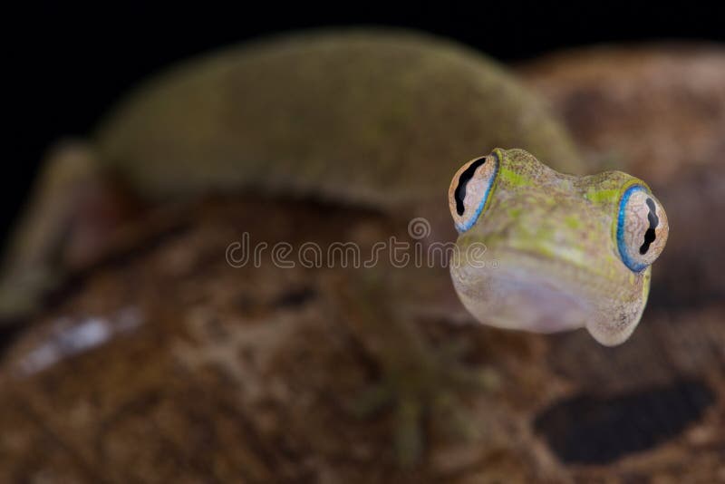 Philippine False Gecko Pseudogekko Compresicorpus Stock Image - Image ...