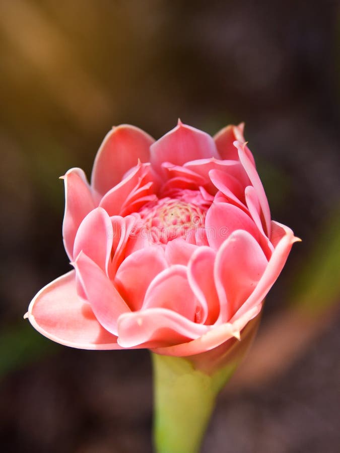 Philippine flower stock photo. Image of dala, needed - 96430504