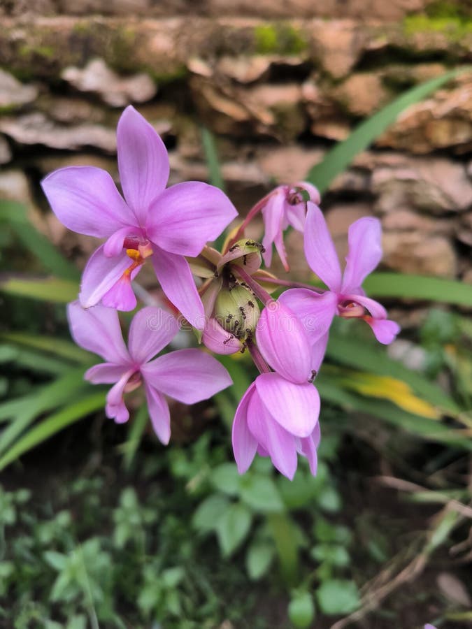 Philippine Ground Orchid, or Purple Ground Orchid Stock Photo - Image ...
