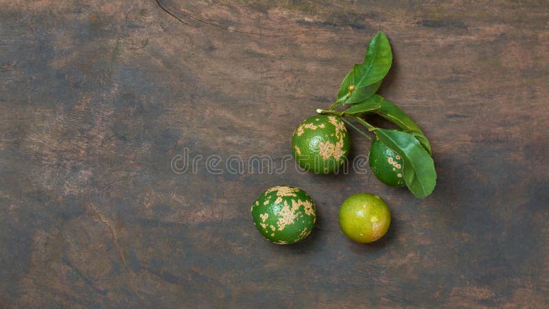 Philippine Lime with Leaves on Wooden Table Top Stock Photo - Image of ...