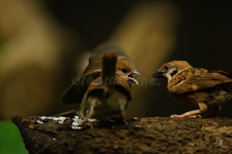 Philippine Maya Bird or Eurasian Tree Sparrow Perching on Tree Branch ...
