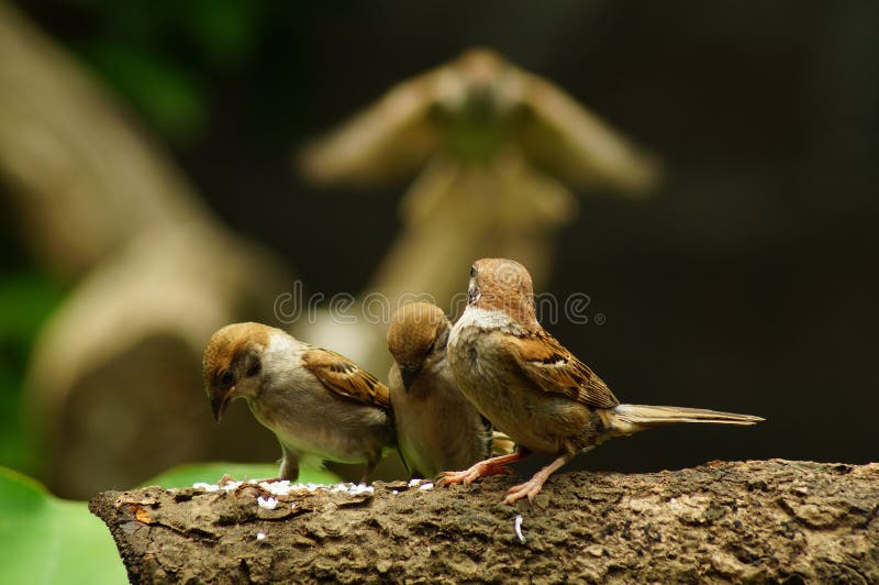 Philippine Maya Bird or Eurasian Tree Sparrow Perching on Tree Branch ...