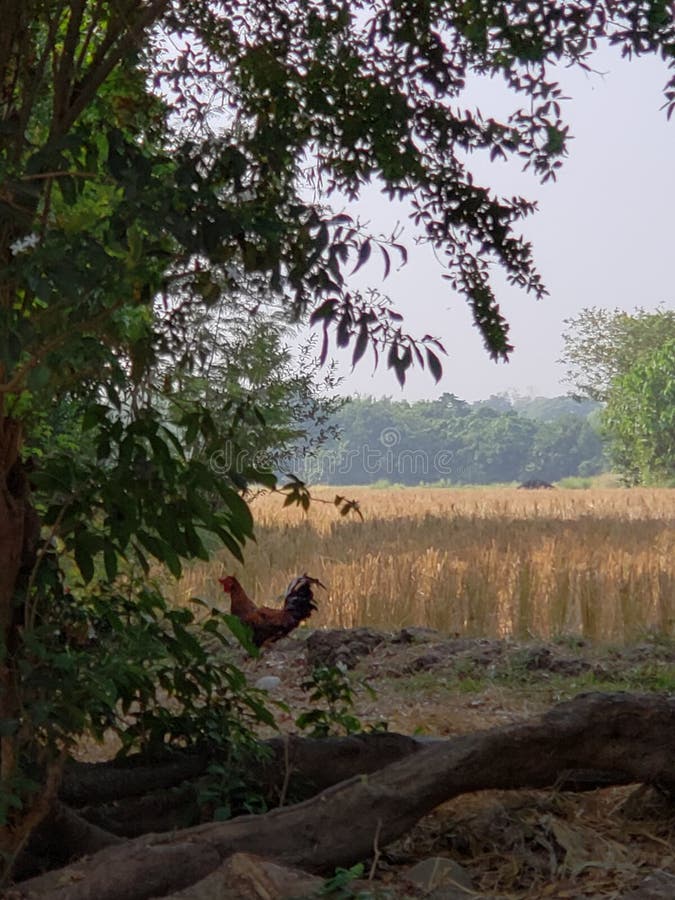 Philippine Meadow stock photo. Image of philippines - 113345618