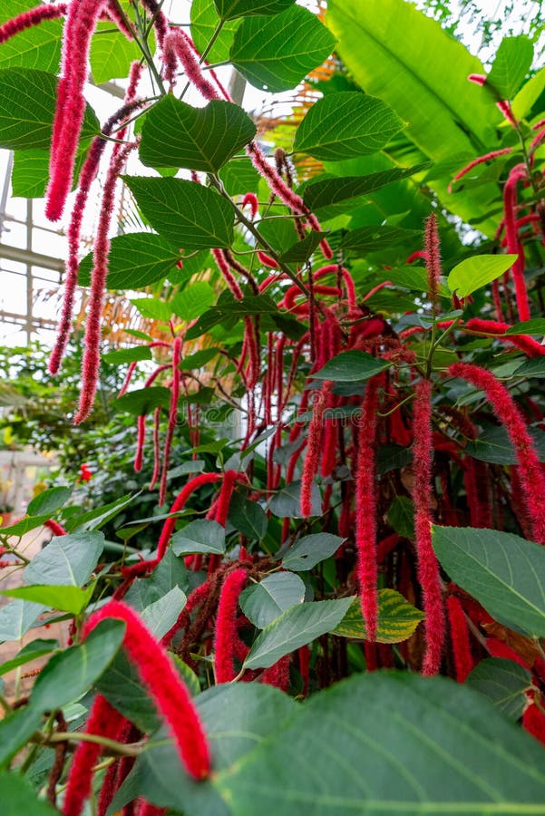 Philippine Medusa or Red Hot Cat Tail. Stock Image - Image of tropical ...