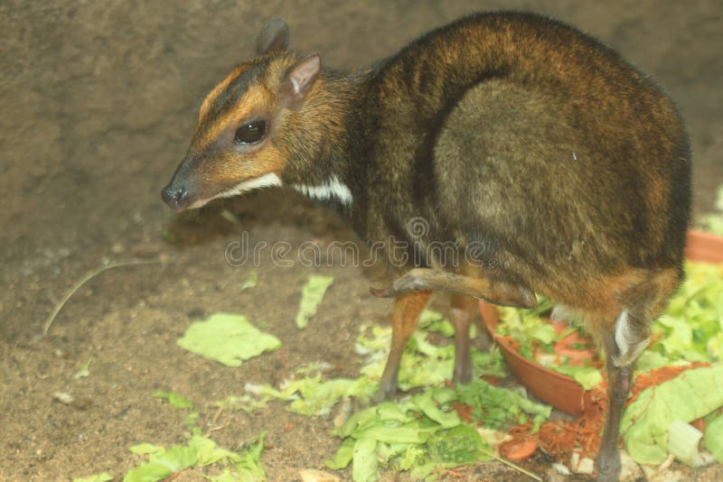 Philippine Mouse Deer Pilandok