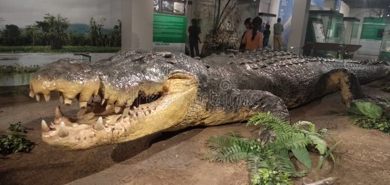 Lolong Crocodile Age