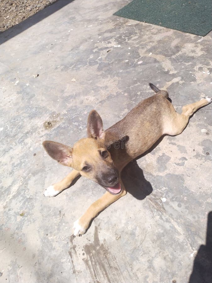 Philippine Native Dog Stock Photos - Free & Royalty-Free Stock Photos ...